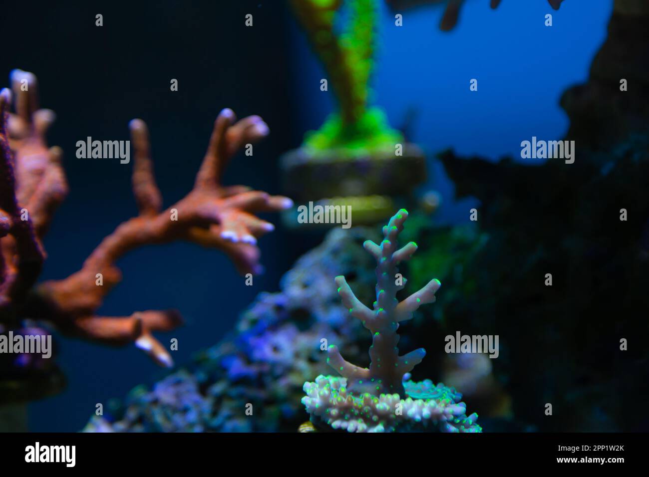 Montipora Digitata red - acropora Yonguei - Acropora delicate Stock ...