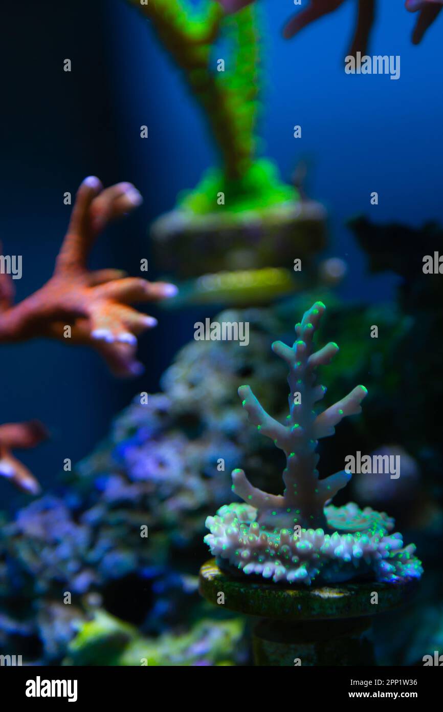 Montipora Digitata red - acropora Yonguei - Acropora delicate Stock ...