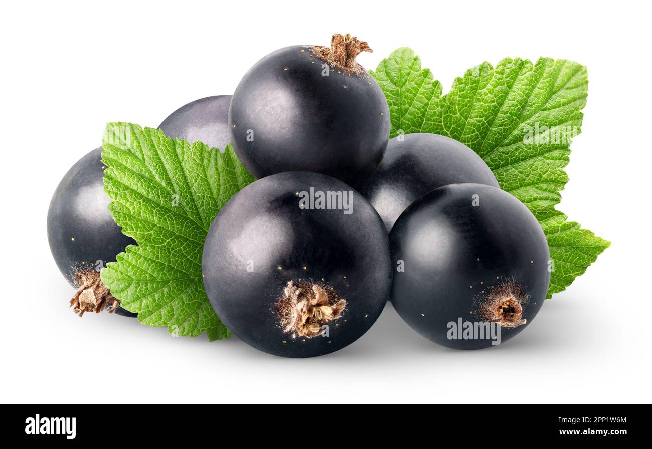 Isolated berries. Bunch of black currants fruits with leaves isolated ...
