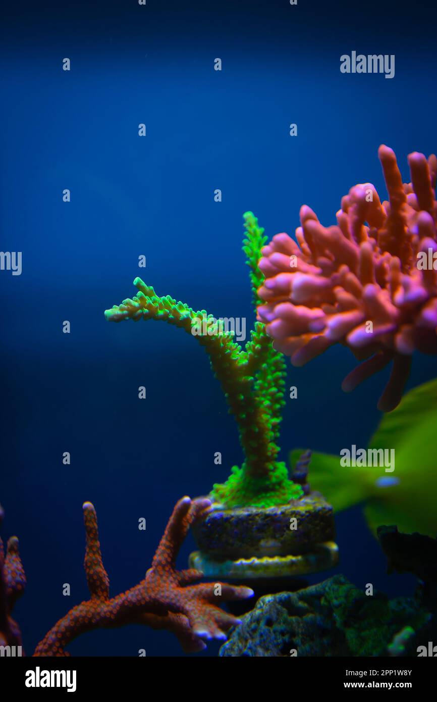 Montipora Digitata red - Acropora Yongei - Montipora Setosa in reef ...