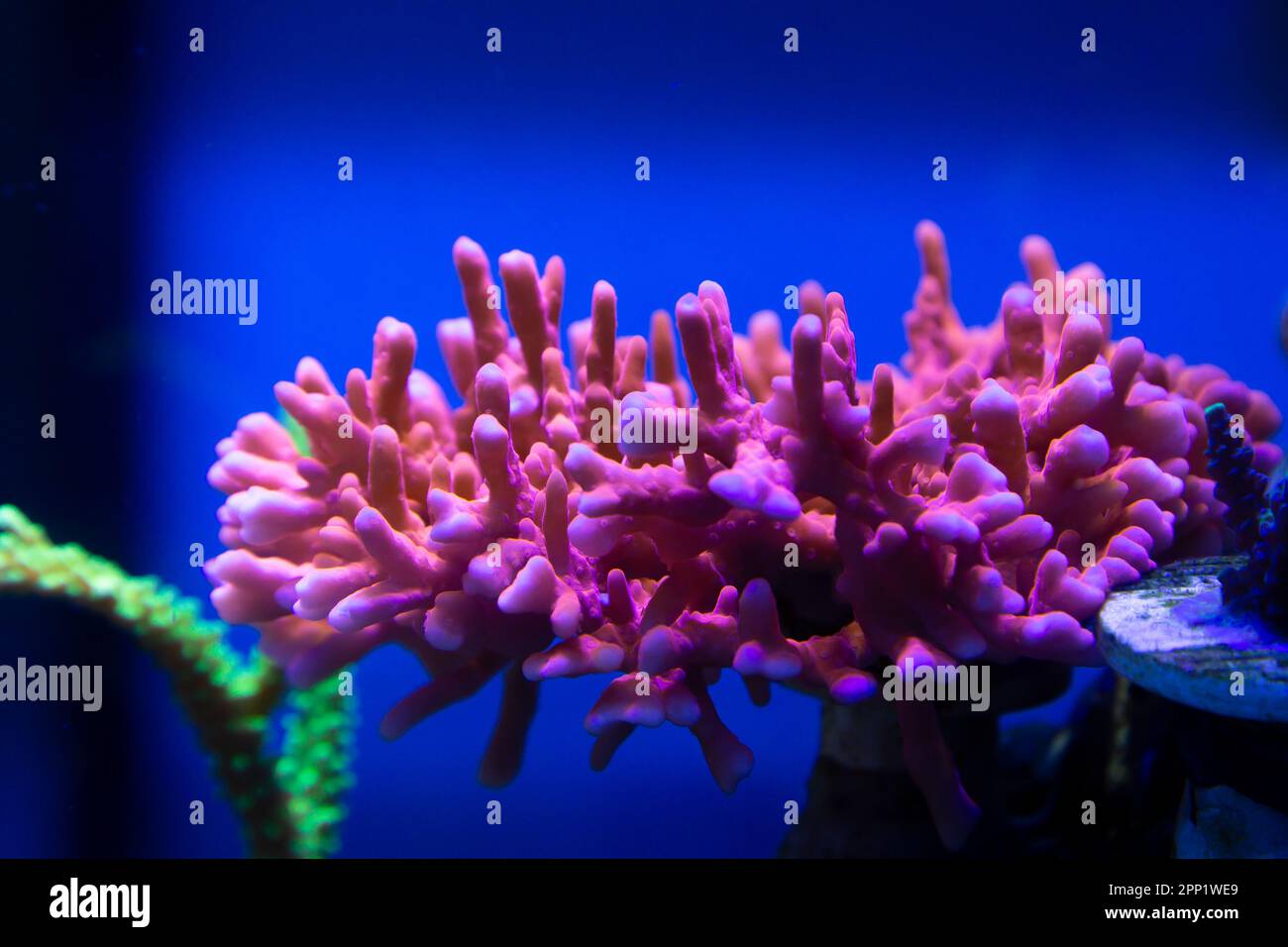 Acropora Yongei - Montipora Setosa in reef aquarium and blue background ...
