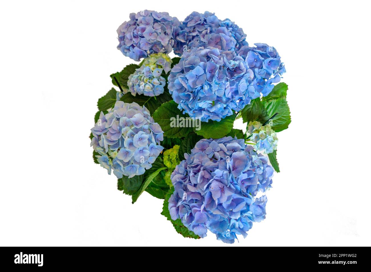 beautiful vibrant blue isolated hortensia Hydrangea flower Stock Photo ...
