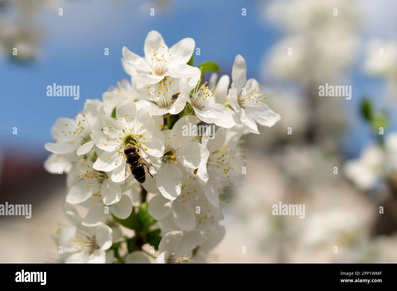 Hover fly or Eristalis tenax often mistaken for being a bee on a ...