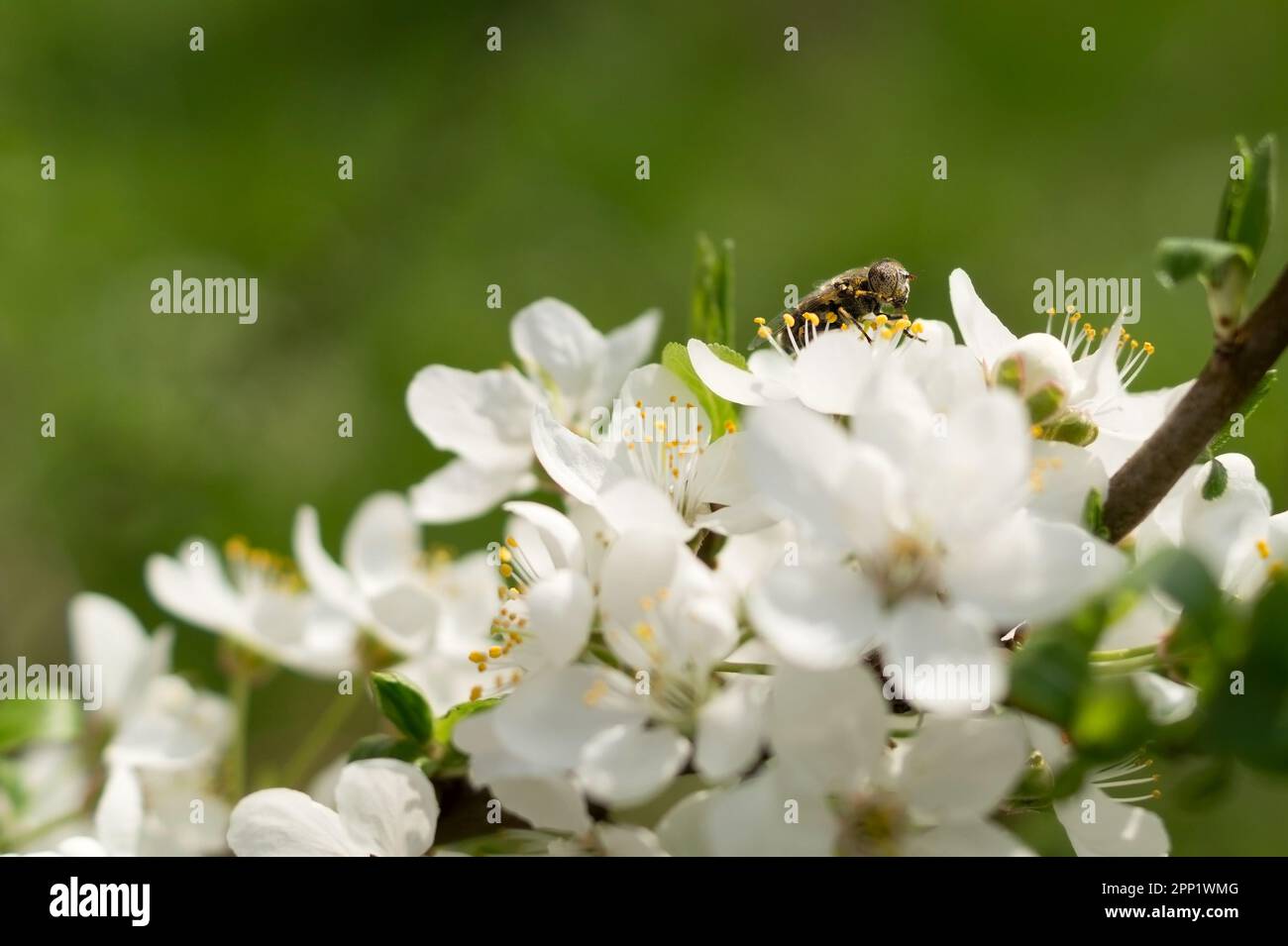 False bee hi-res stock photography and images - Alamy