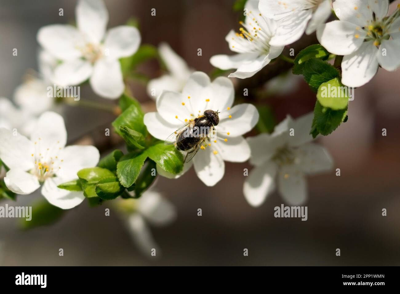 Eristalis tenax, hoverfly on the white flower feeding pollen from the ...
