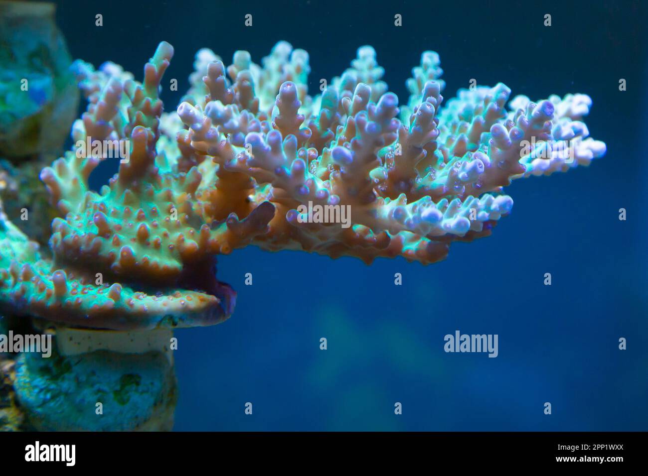 Coral Acropora - Green purple tips - Reef aquarium Stock Photo - Alamy