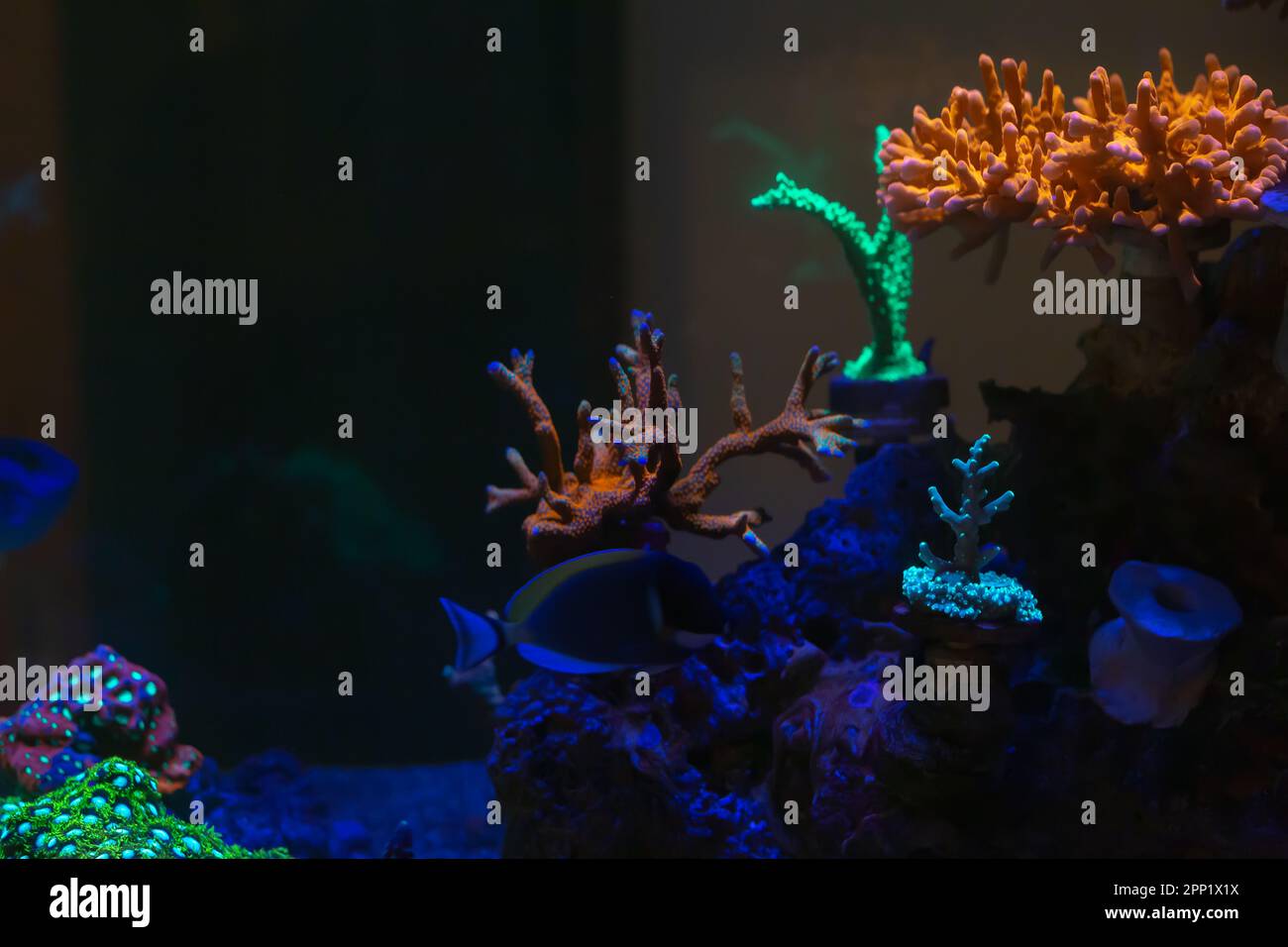 Montipora Digitata red - Acropora Yongei - Montipora Setosa in reef ...