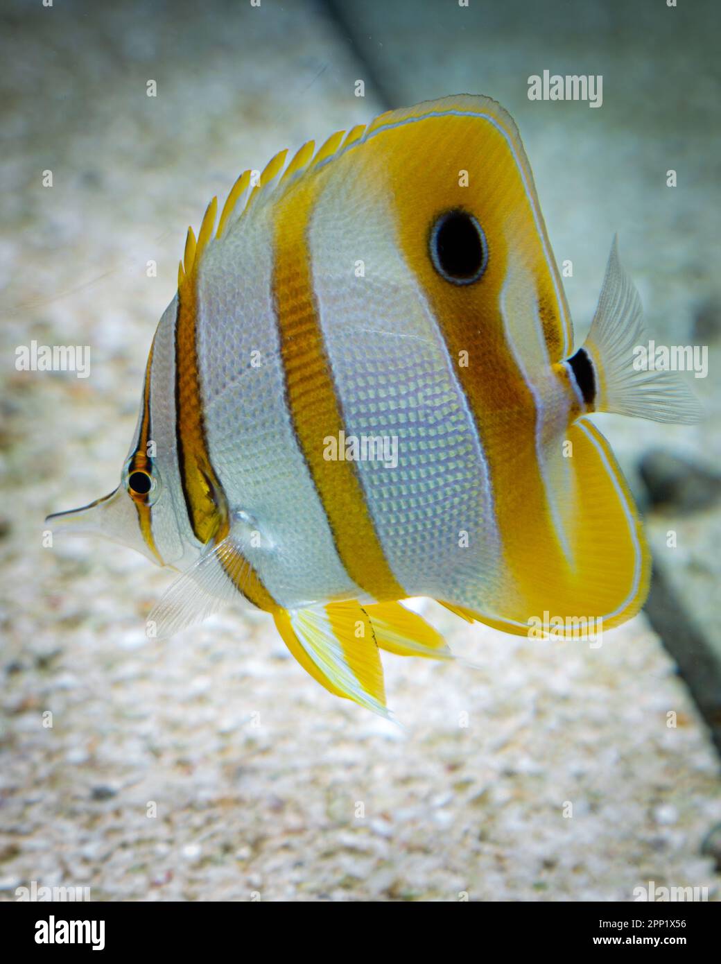 Butterfly fish inside coral reef aquarium Chelmon rostratus Copperband ...