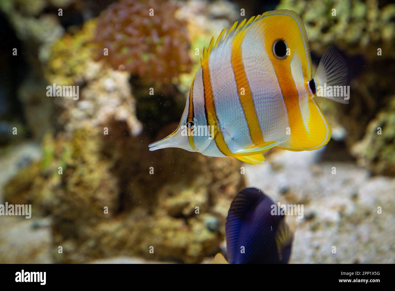 Butterfly fish inside coral reef aquarium Chelmon rostratus Copperband ...