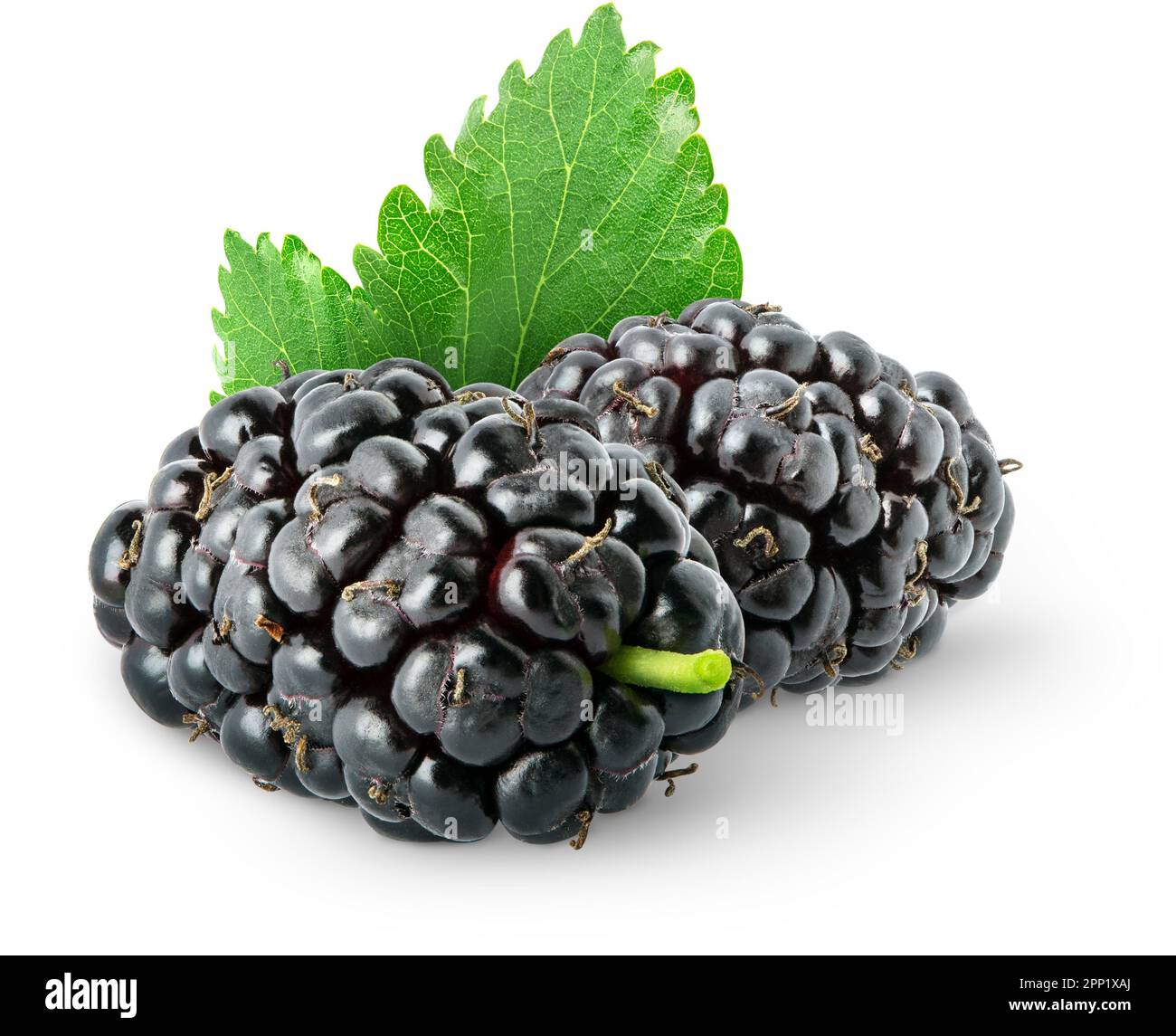 Isolated berries. Two fresh mulberry fruits with leaves isolated on ...