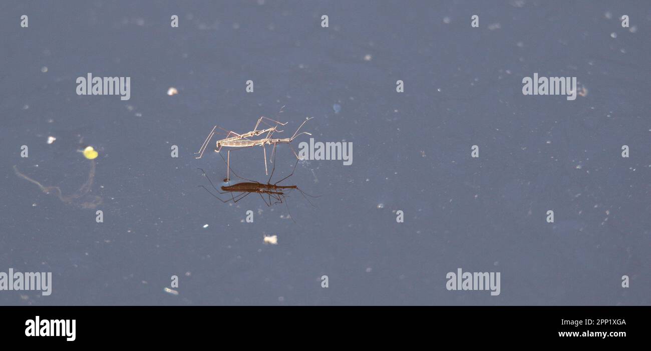 Water strider insect on water hi-res stock photography and images - Alamy