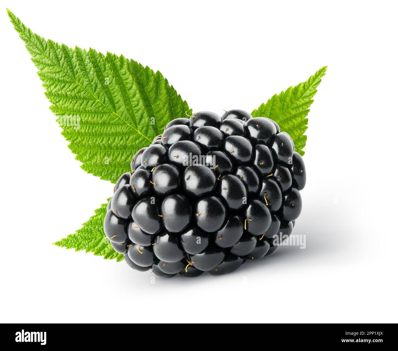 Isolated berry. One single fresh blackberry fruit with leaves isolated ...