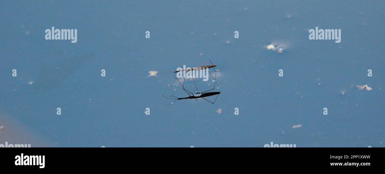 Common Water Measurer Stock Photo - Alamy