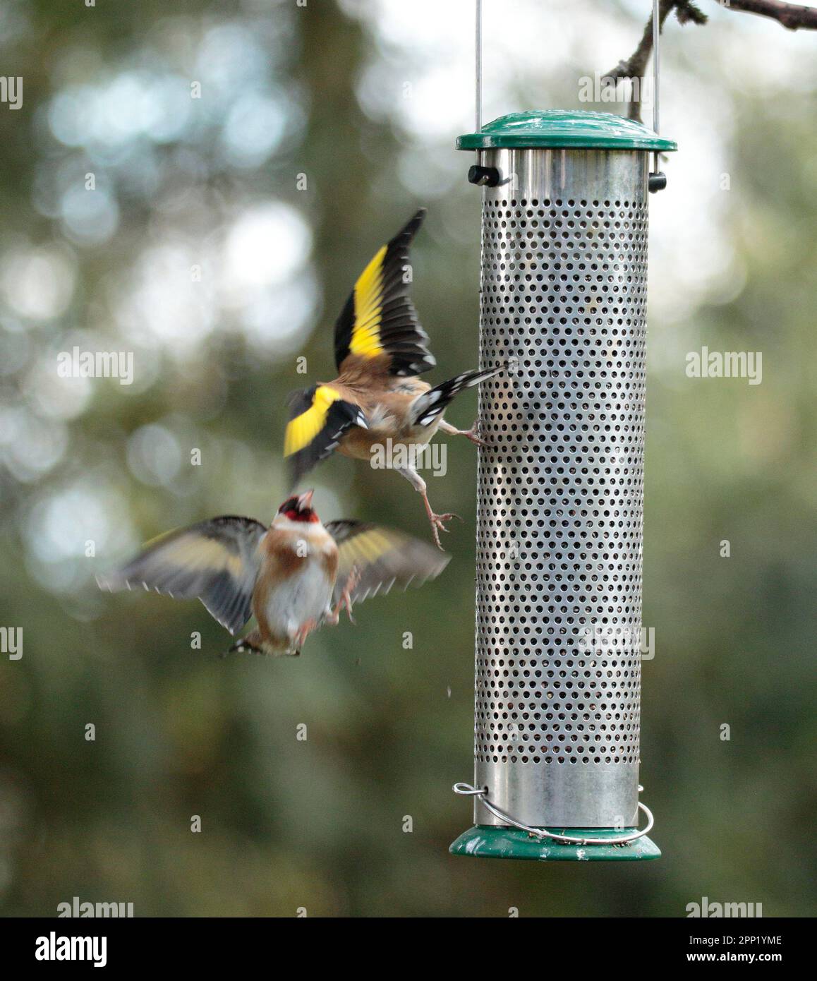 Goldfinch rivalry at a birdfeeder Stock Photo - Alamy