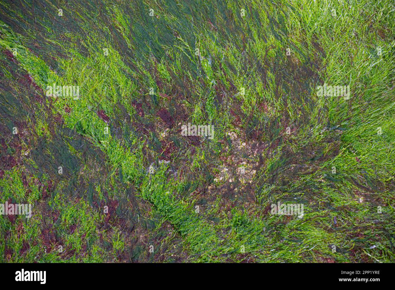Green algae growing on a metal plate Stock Photo - Alamy