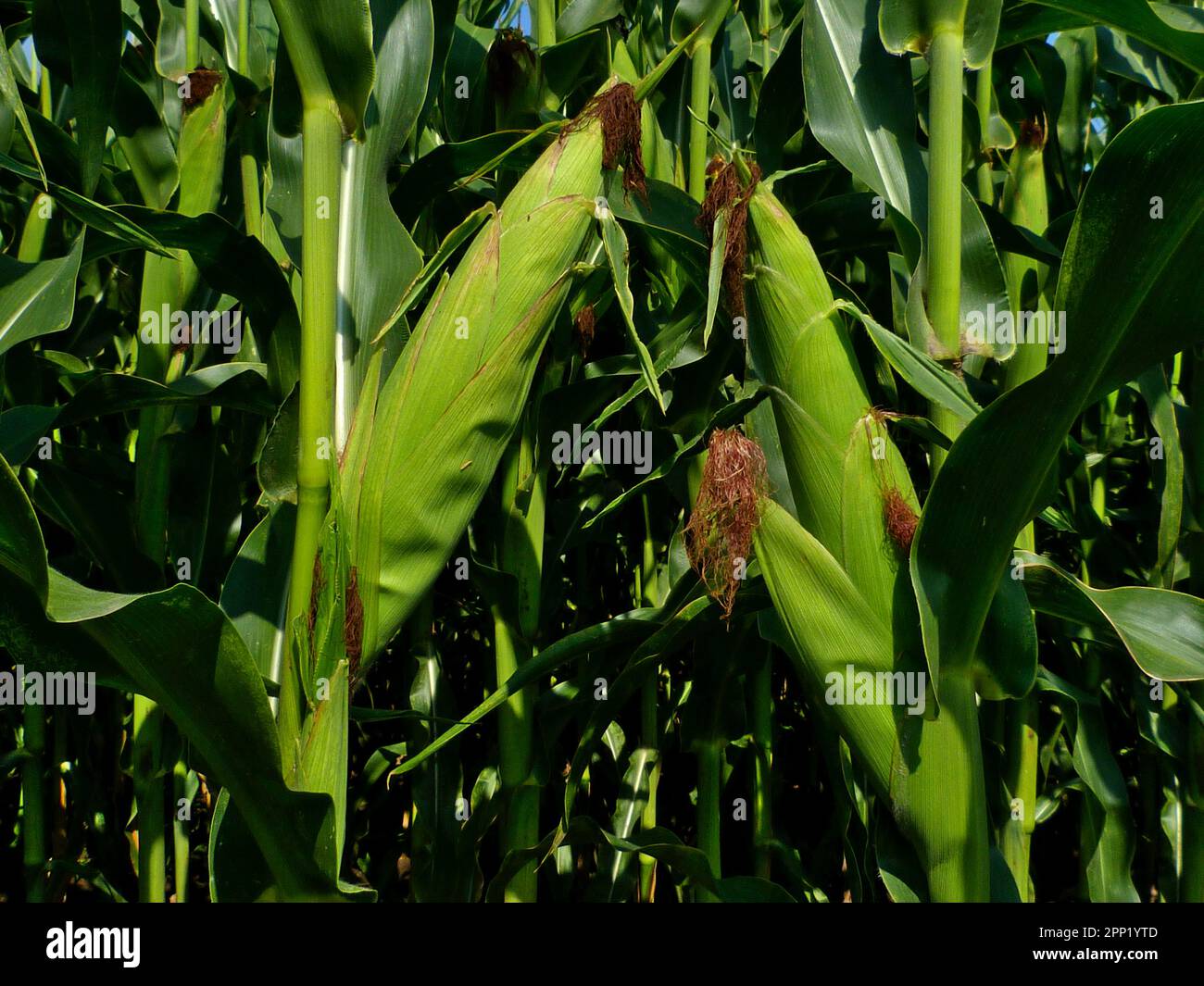 corn field detail. closeup of corn cubs on the stalk. fresh green lush ...