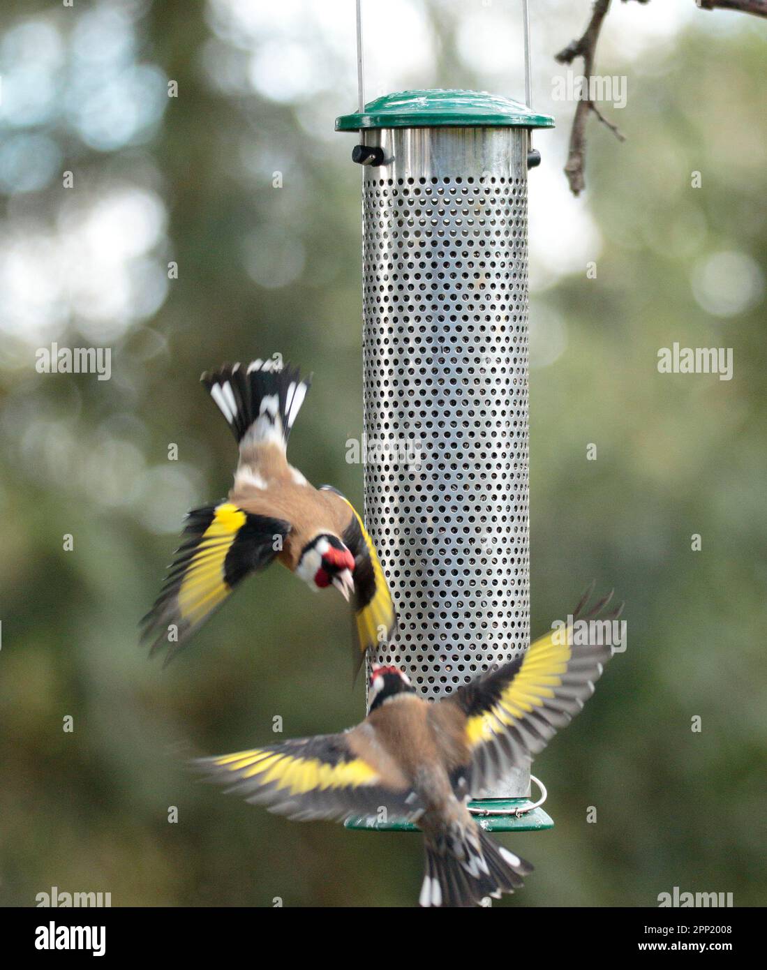 Goldfinch rivalry at a birdfeeder Stock Photo - Alamy
