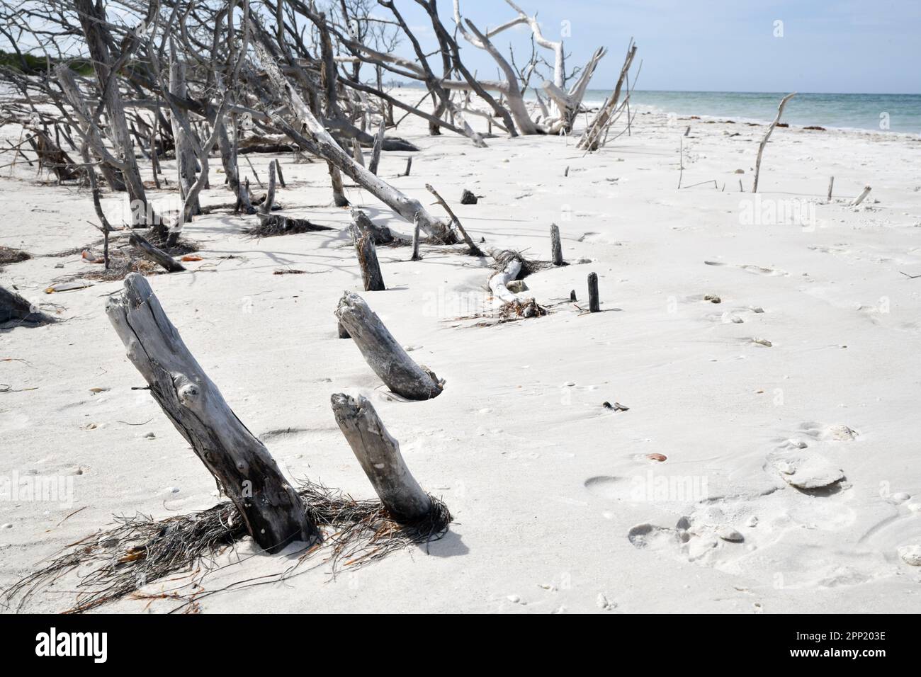 weathered wood tree trunk and branches in the ocean sand along the ...