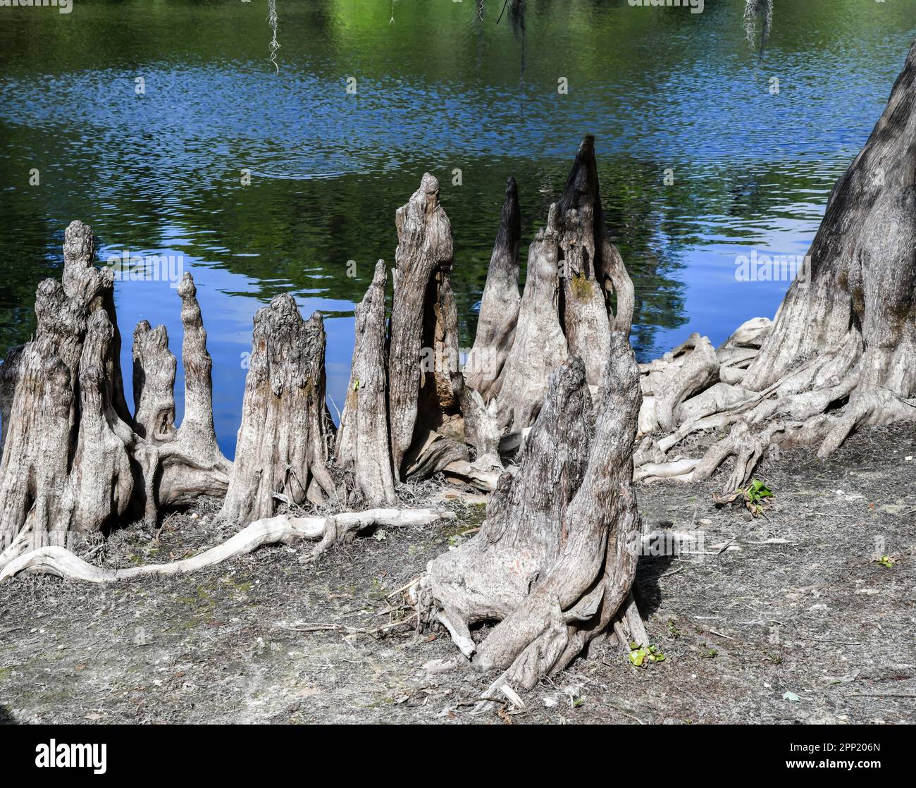 weathered wood tree trunk and branches in the ocean sand along the ...