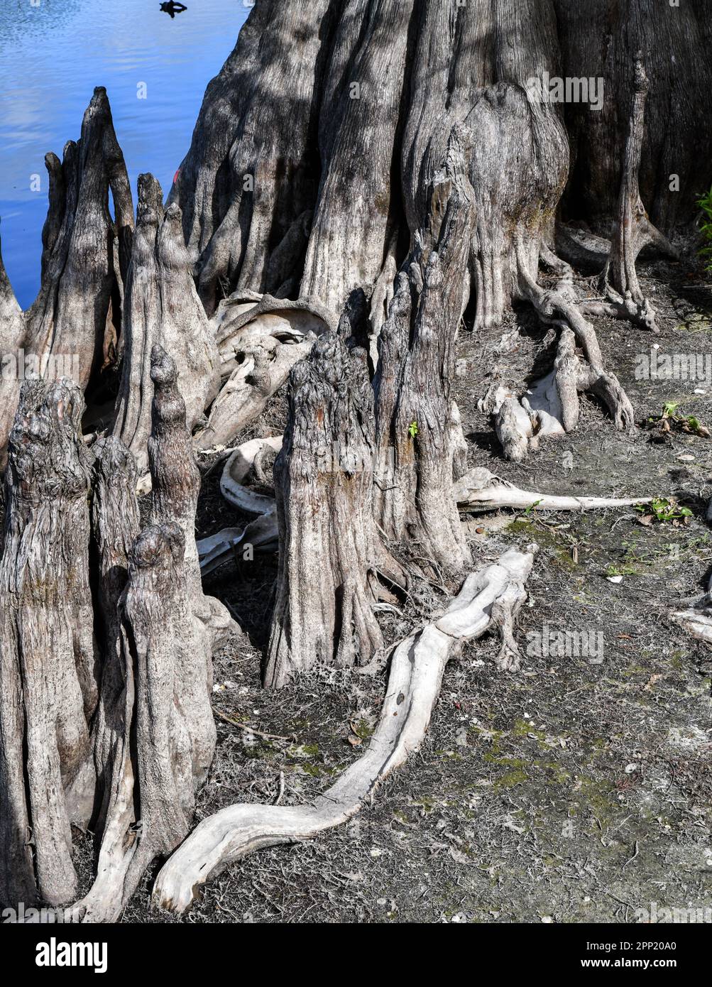 Weathered branches hi-res stock photography and images - Alamy
