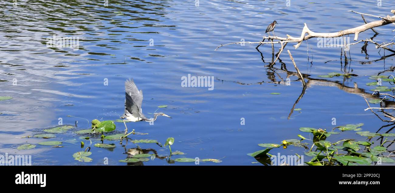 small Blue Heron bird fishing for dinner along the Florida marsh shore ...