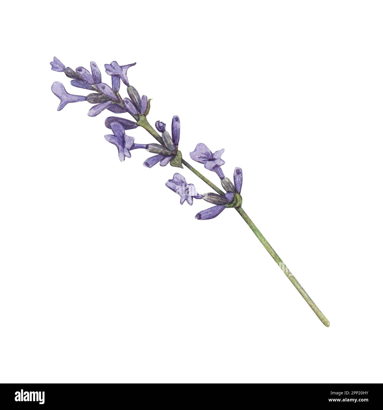 Lavender branch with purple flowers on a white background. Watercolor ...