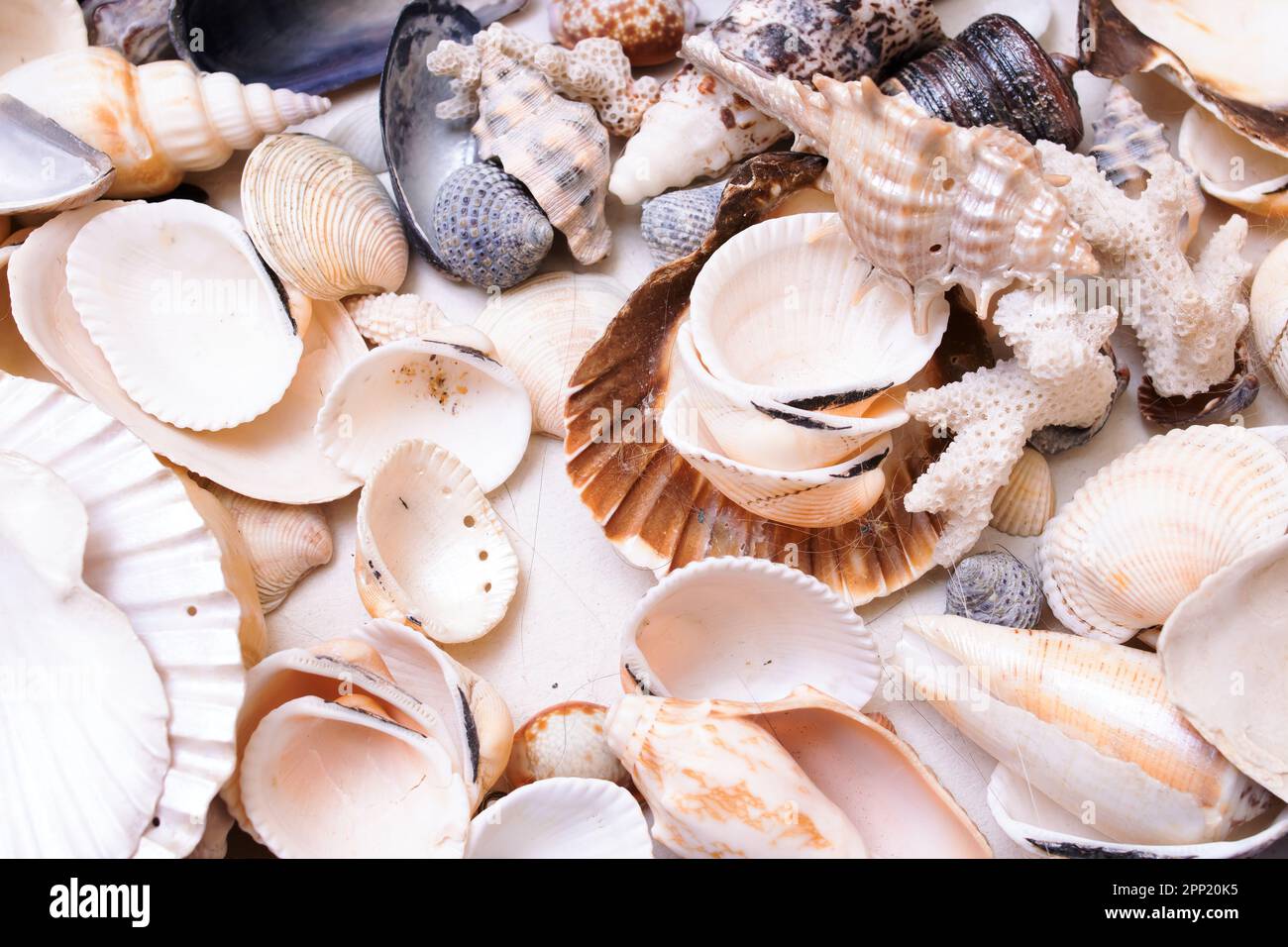 Background or texture of different seashells close up Stock Photo - Alamy
