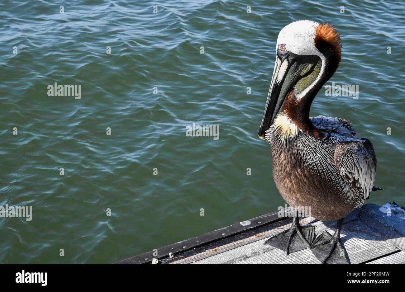 Close-up view of pelican on the harbor pier Stock Photo - Alamy