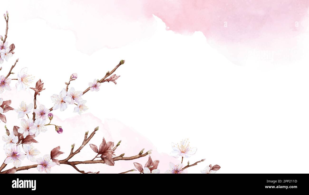 Watercolor art of Cherry blossom branch and pink sakura flower on stains background. Suitable ...