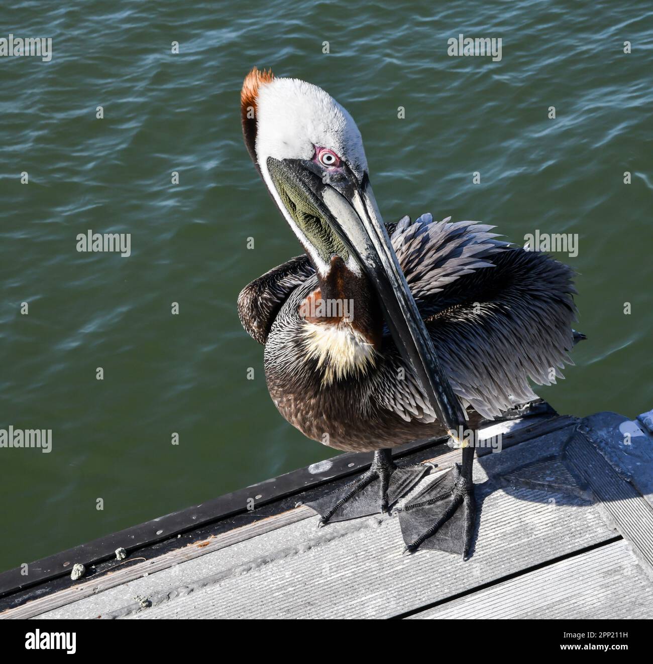 Close-up view of pelican on the harbor pier Stock Photo - Alamy