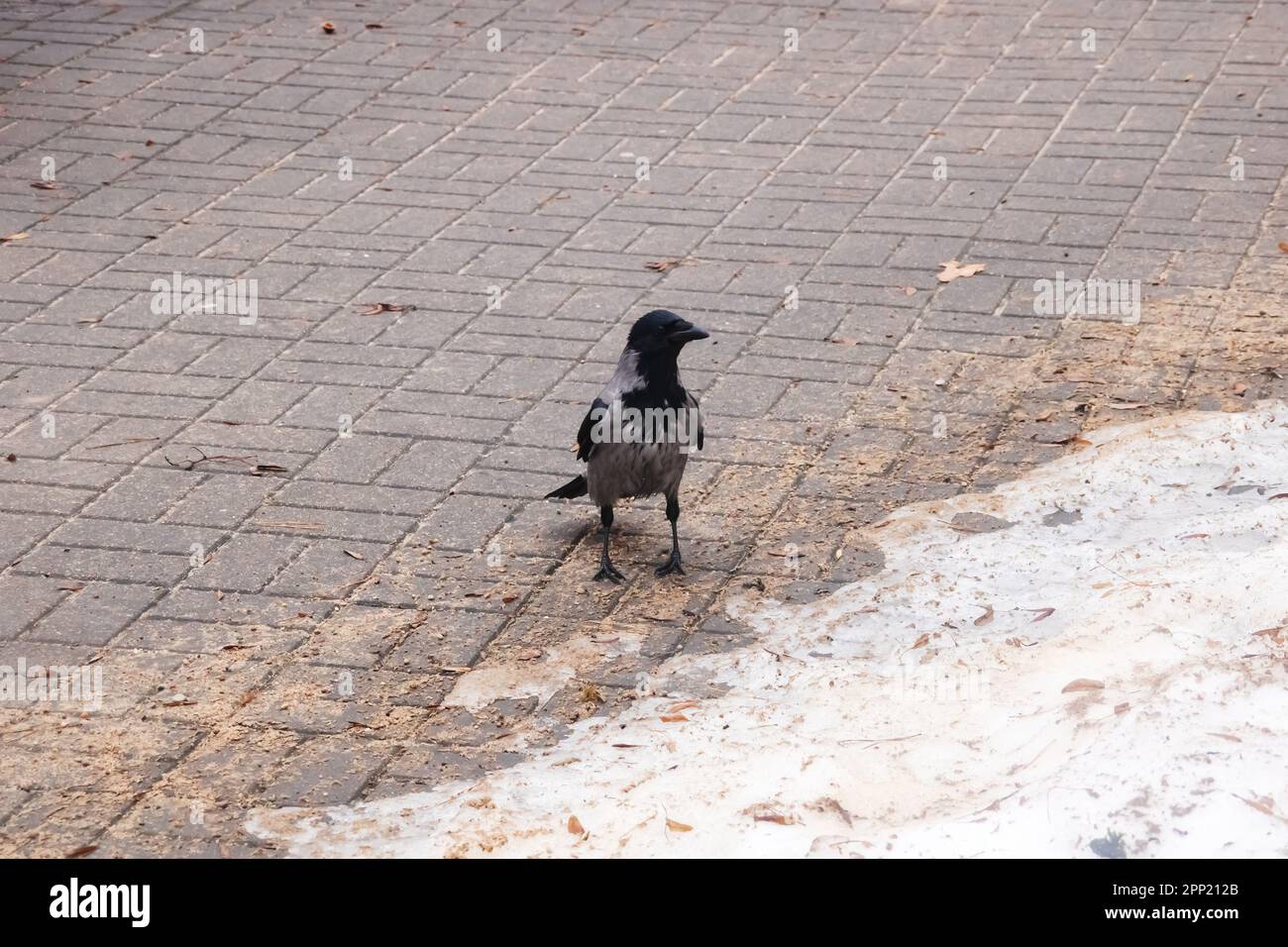 Dirty crow hi-res stock photography and images - Alamy
