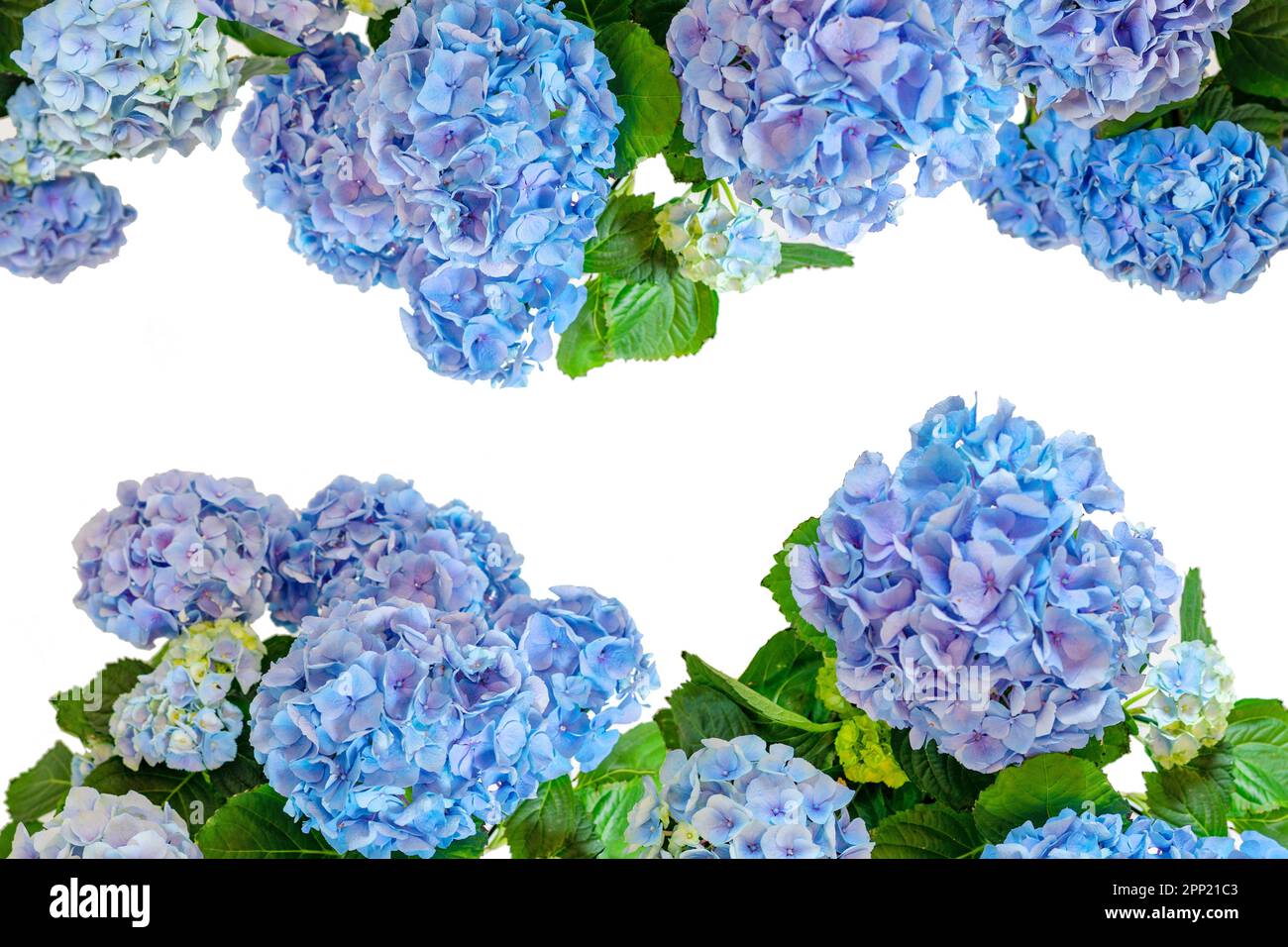 beautiful vibrant blue isolated hortensia Hydrangea flower frame Stock ...