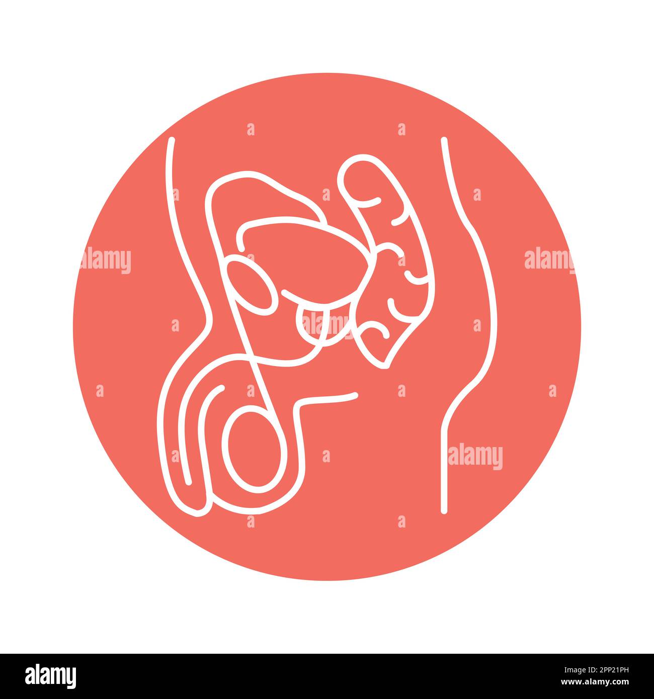 Genitourinary male anatomy hi-res stock photography and images - Alamy