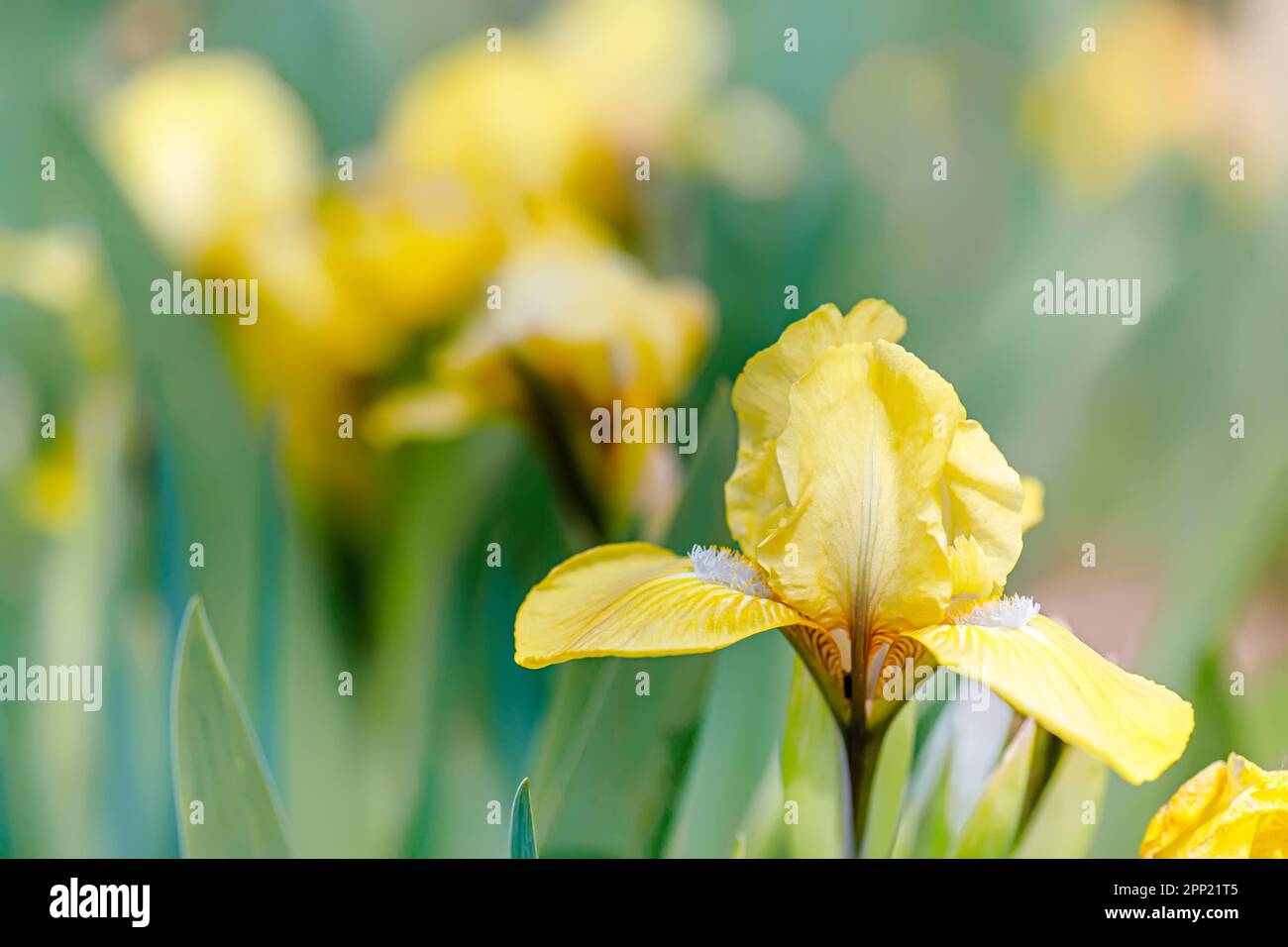 yellow iris flower in full bloom with a gorgeous background of other ...