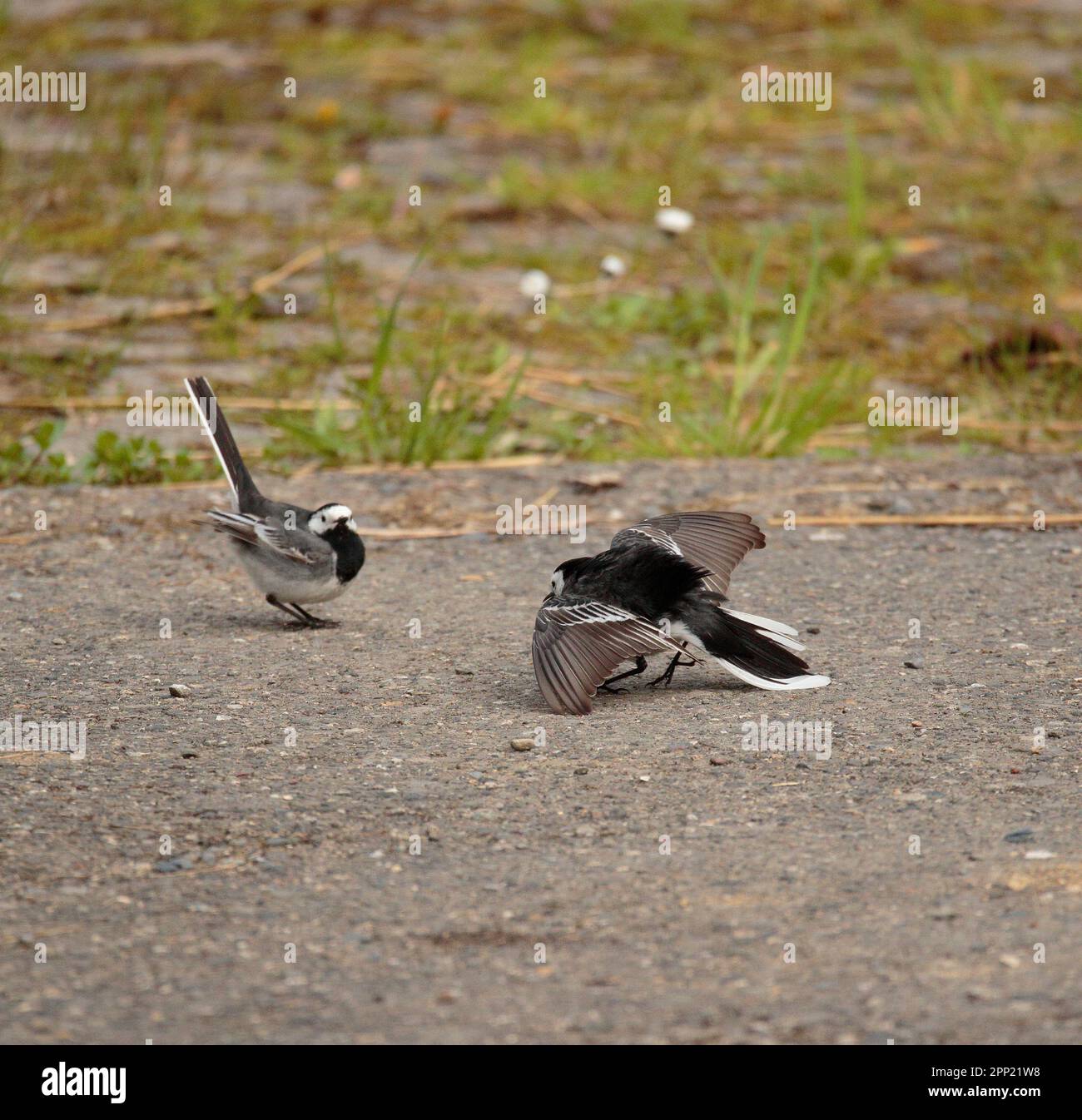 Courtship behaviour birds hi-res stock photography and images - Alamy
