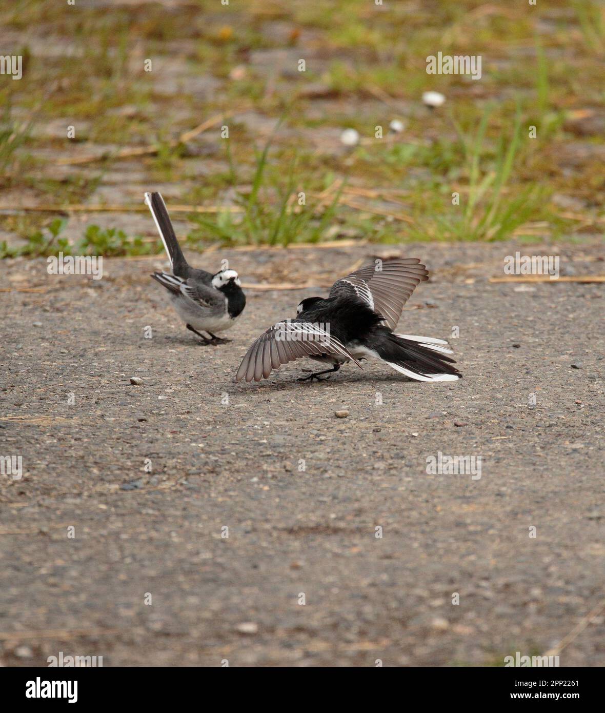 Pied Wagtail courtship display Stock Photo - Alamy