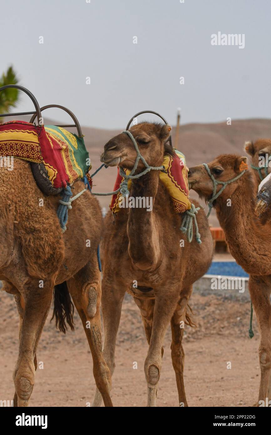 Chameaux desert hi-res stock photography and images - Alamy