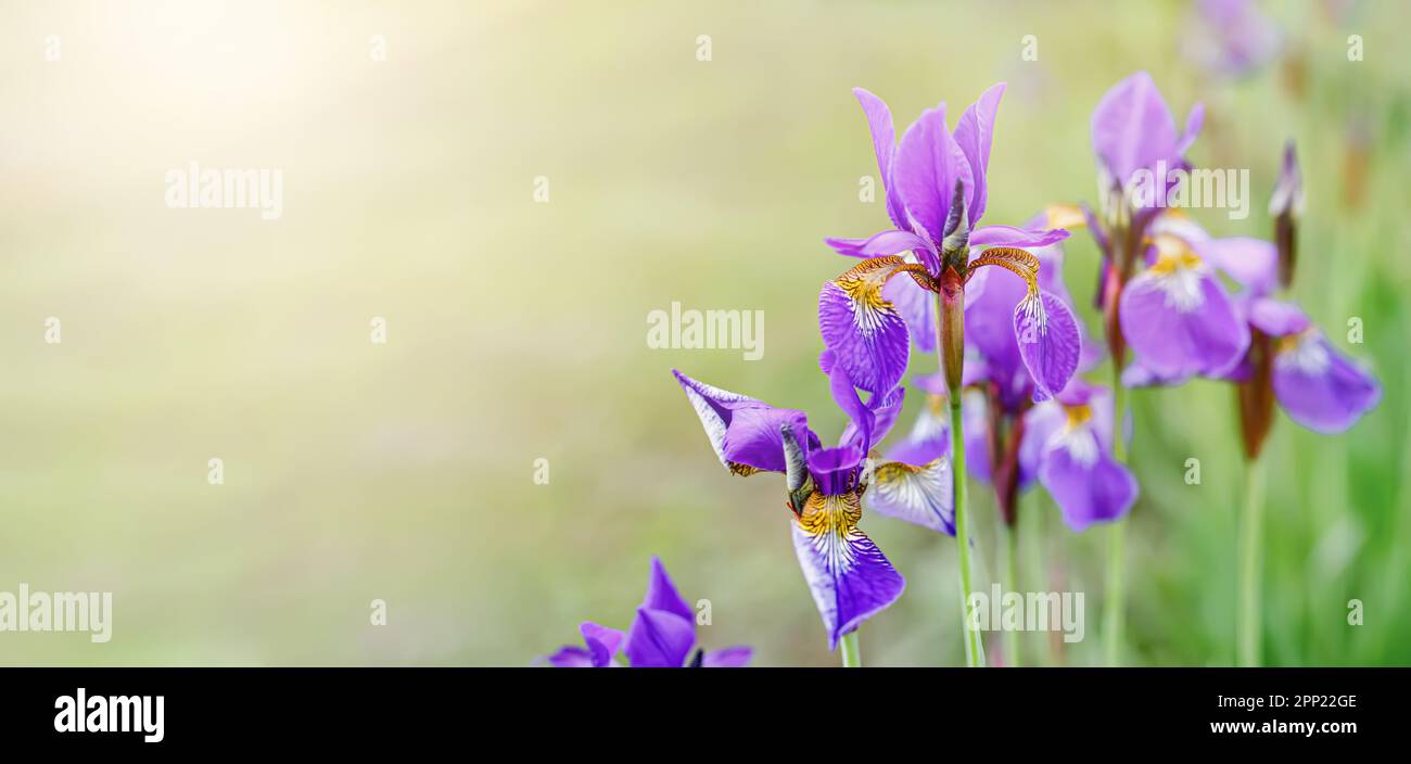 Beautiful blue iris flowers with intricate petal patterns growing in a ...