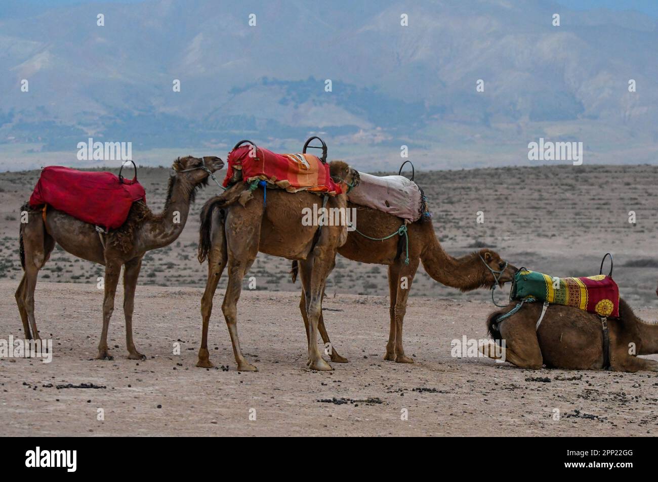 Chameaux desert hi-res stock photography and images - Alamy