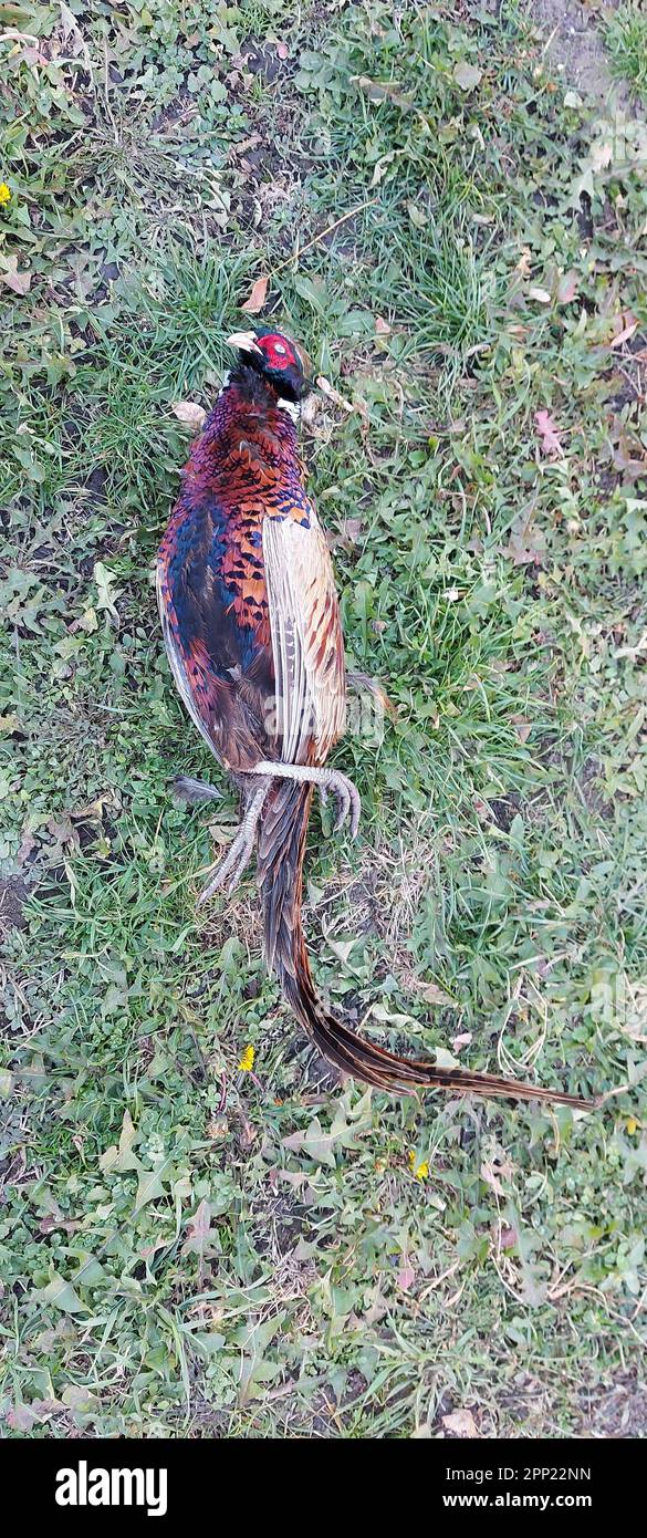 Dead common pheasant on the grass Stock Photo - Alamy