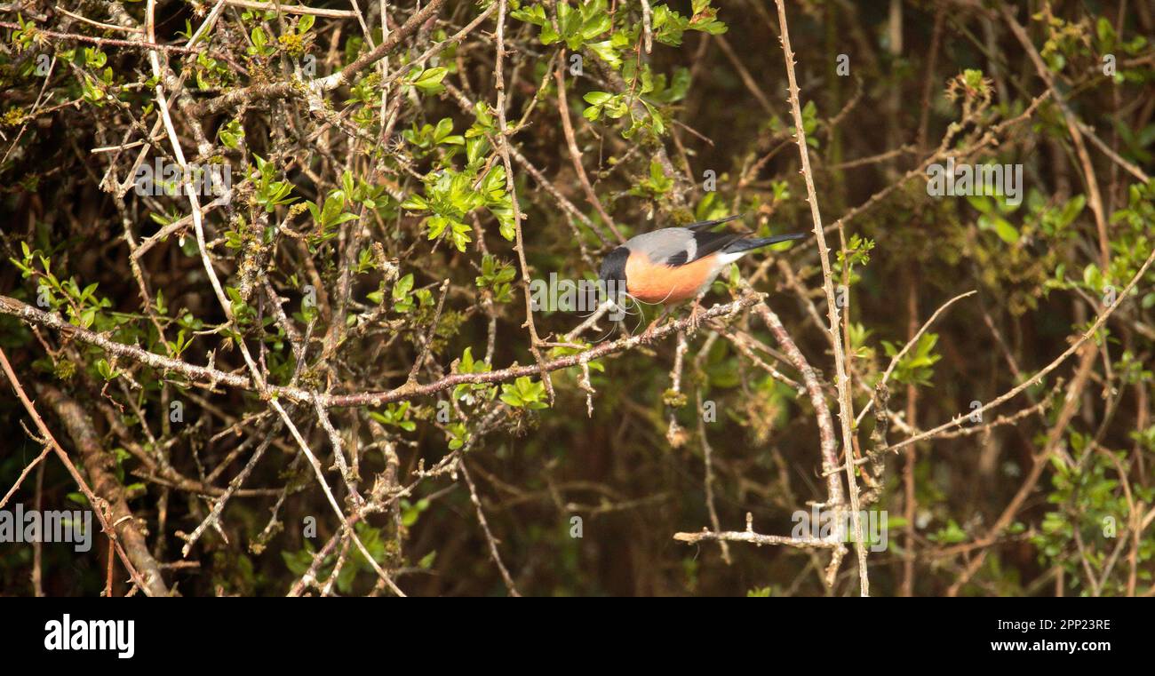 Searching for nesting material hi-res stock photography and images - Alamy