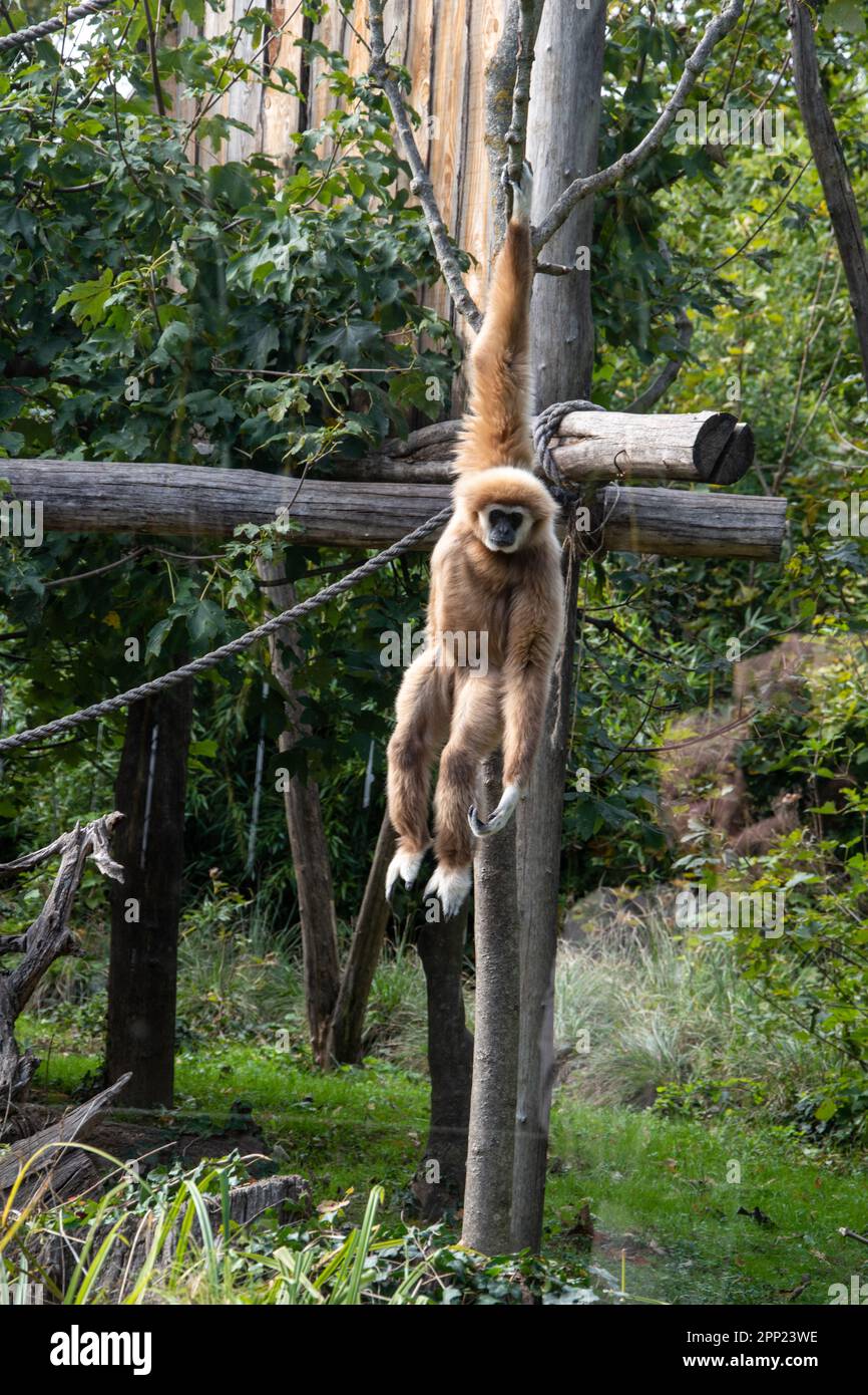 A photo of a small monkey perched on a tree branch, looking directly ...