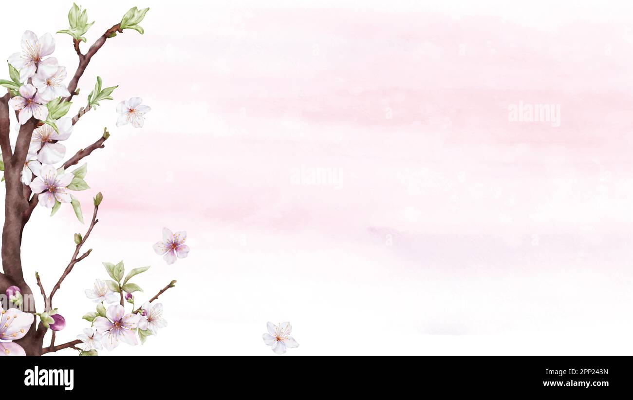 Watercolor art of Cherry blossom branch and pink sakura flower on stains background. Suitable ...