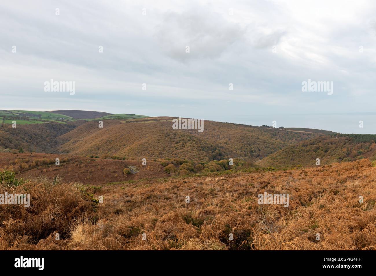 Landscape photo of the autumn colours at Horner woods in Exmoor ...