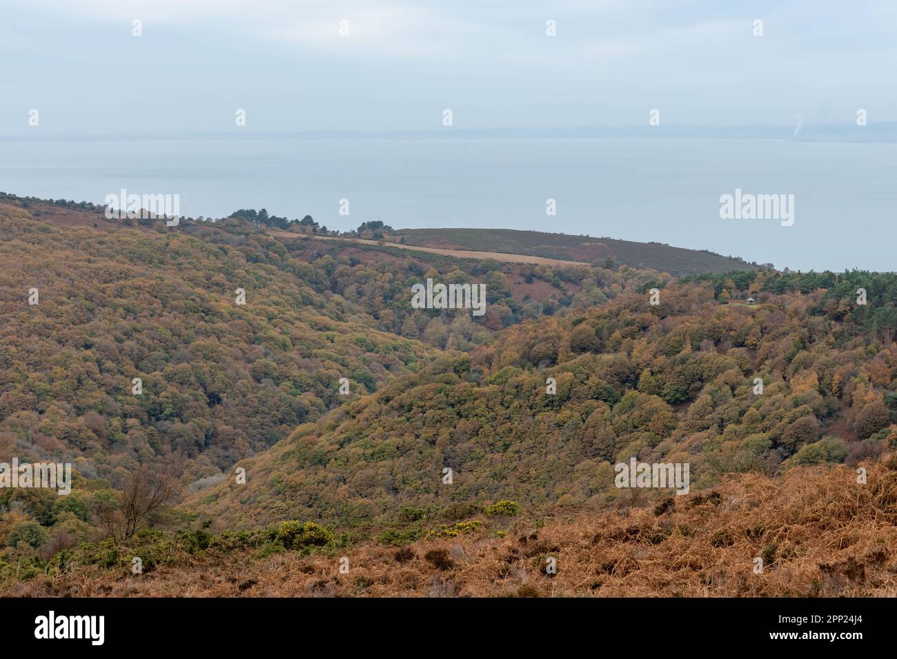 Landscape photo of the autumn colours at Horner woods in Exmoor ...