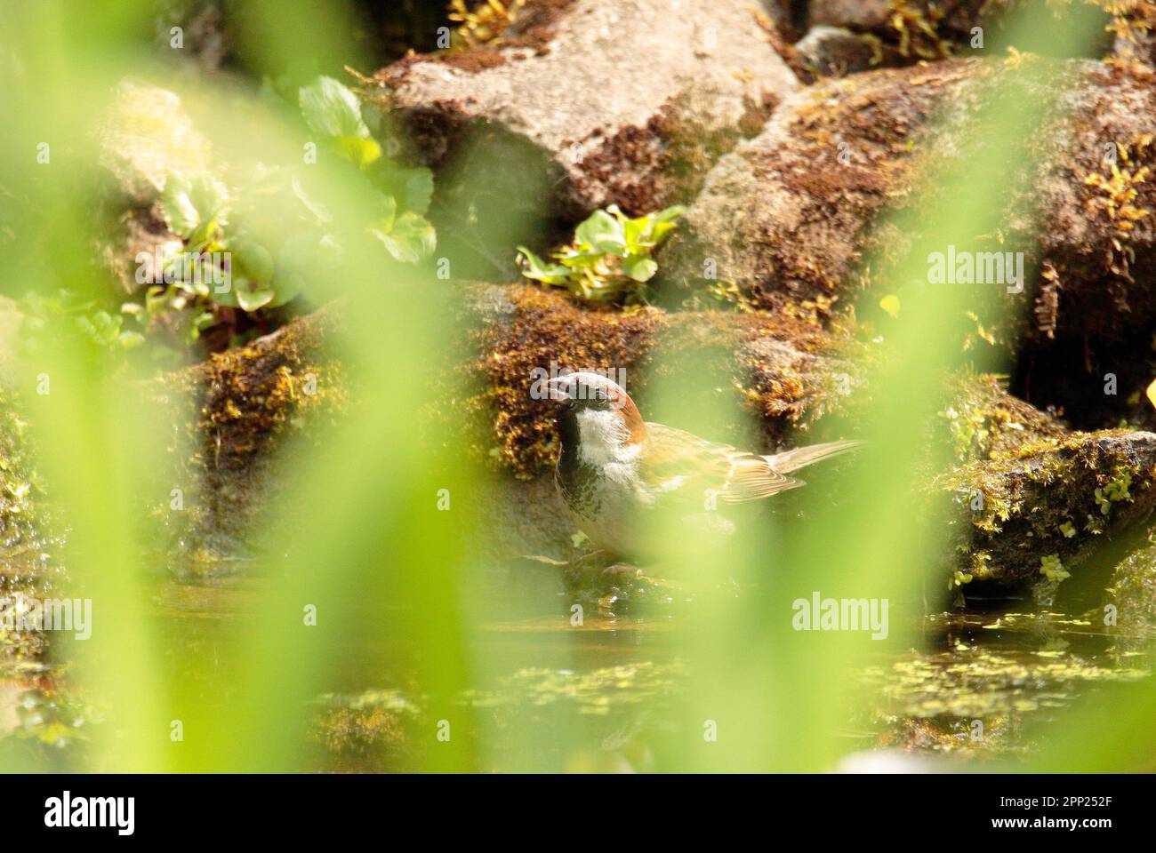 Irish garden birds hi-res stock photography and images - Alamy