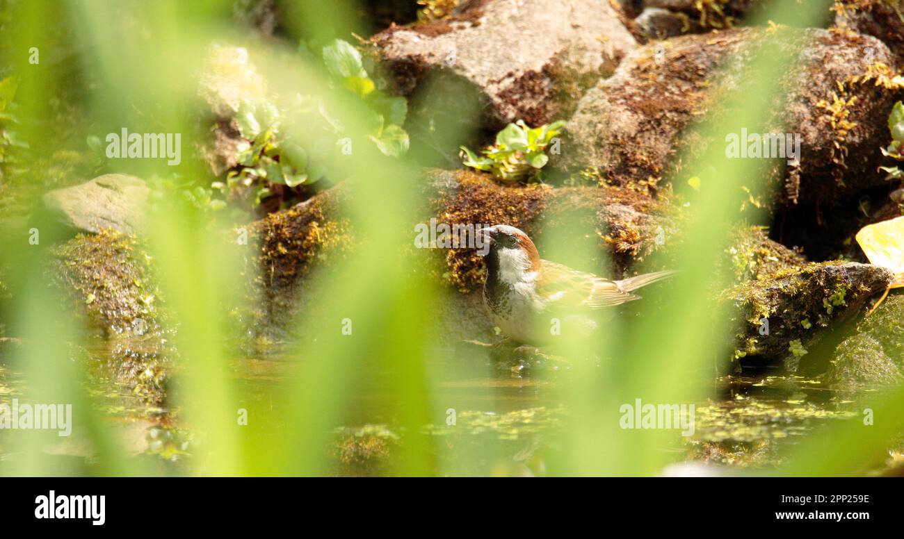 Irish garden birds hi-res stock photography and images - Alamy