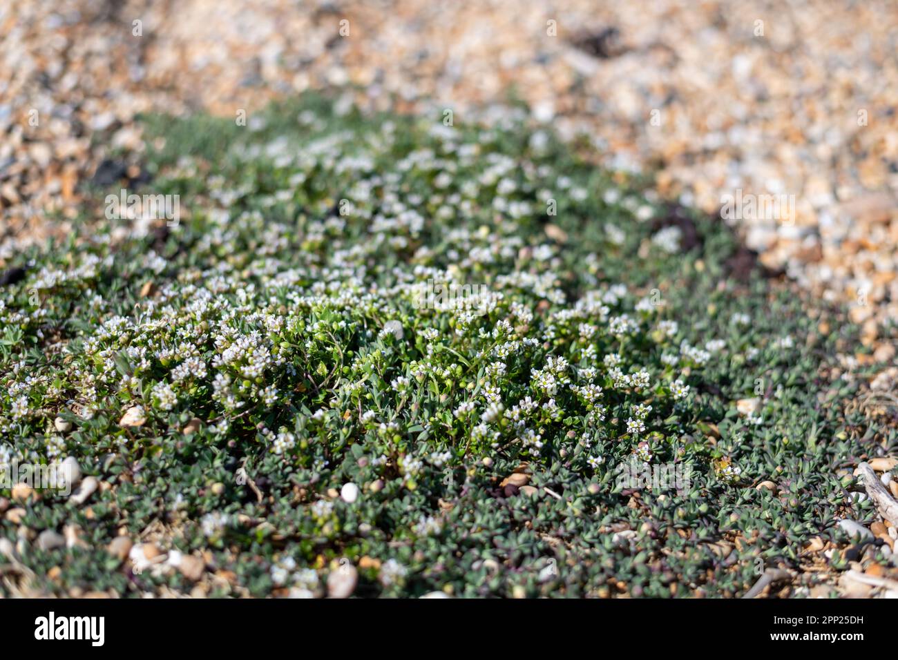 Close up of scurvygrass (cochlearia officinalis) flowers in bloom Stock ...