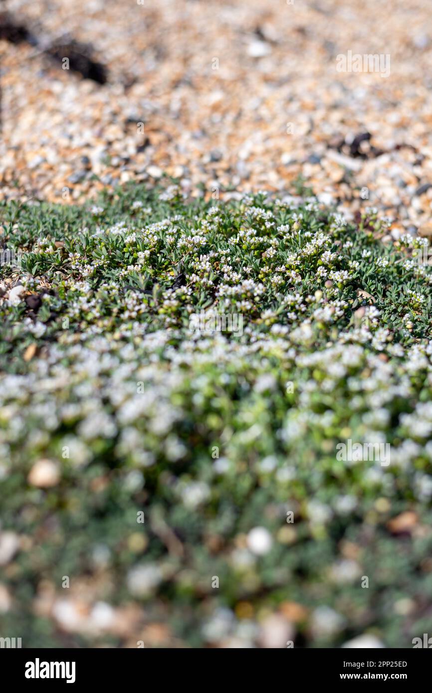 Close up of scurvygrass (cochlearia officinalis) flowers in bloom Stock ...