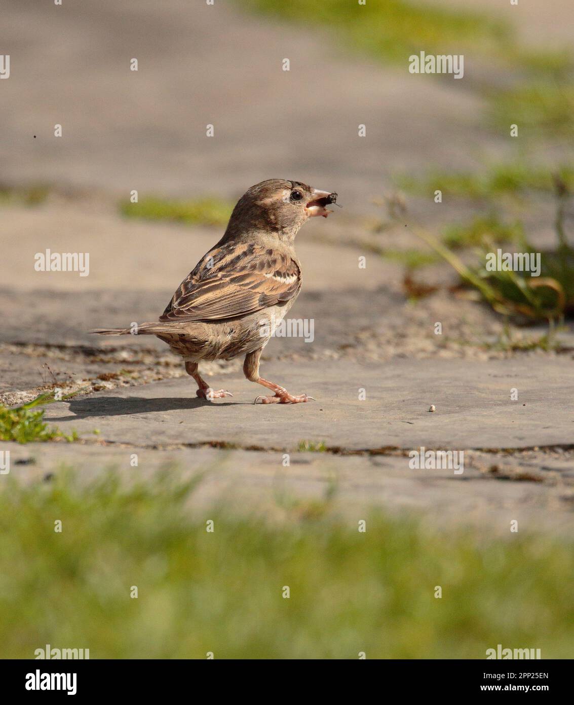 Irish sparrow hi-res stock photography and images - Alamy